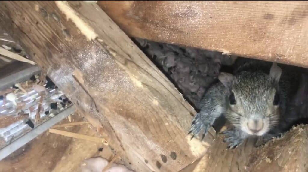 How To Get Rid Of Squirrels In The Attic | Webbcon Wildlife Removal